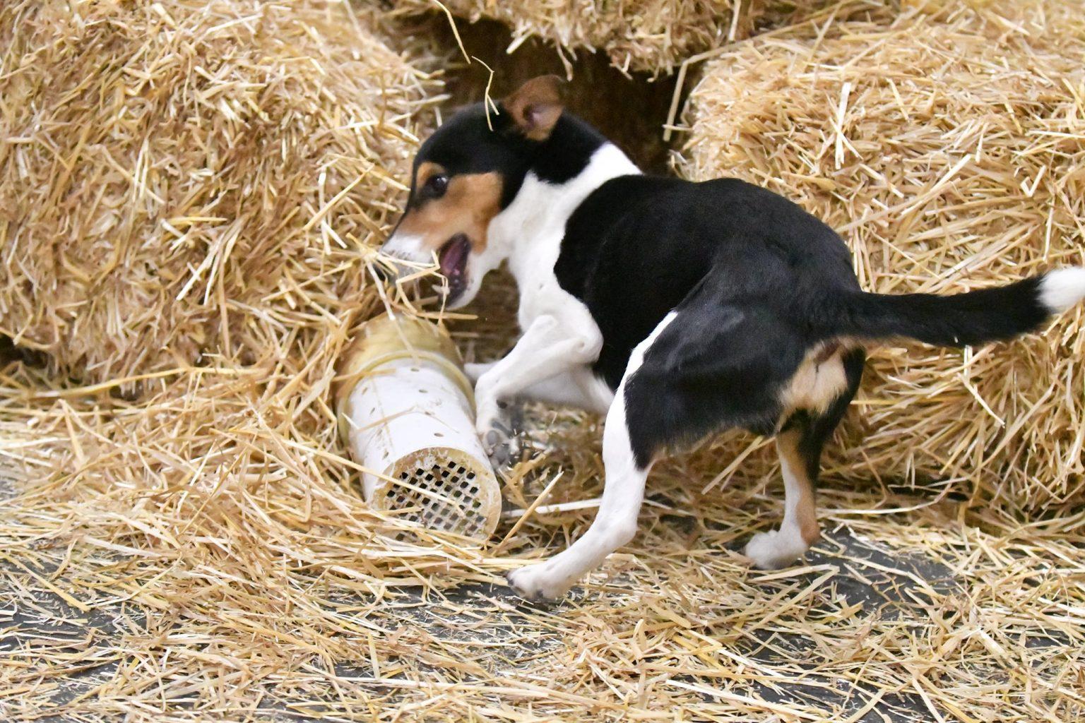 DigitalDogSports – Software solutions for your Dogsport needs