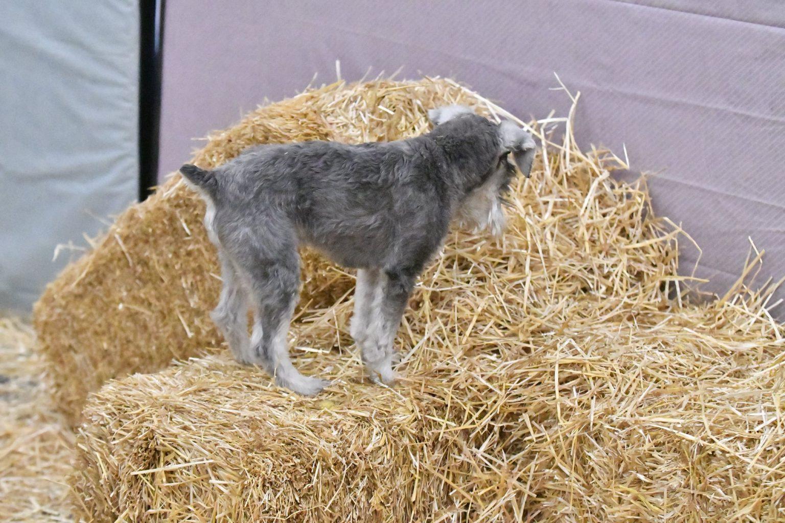 DigitalDogSports – Software solutions for your Dogsport needs